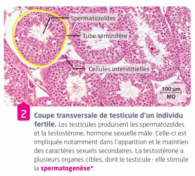 La mise en fonctionnement des appareils sexuels [Organisation et fonctionnement du système ...